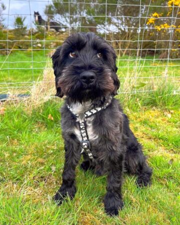 48 Adorable Cocker Spaniel Mixes (With Pictures)