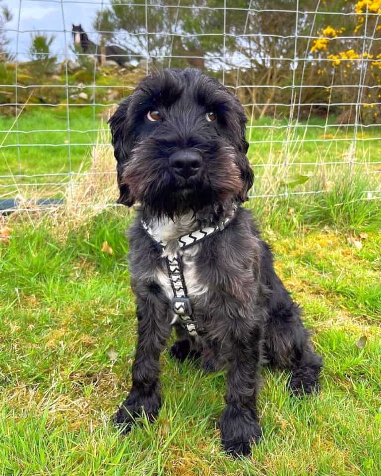 48 Adorable Cocker Spaniel Mixes (With Pictures)