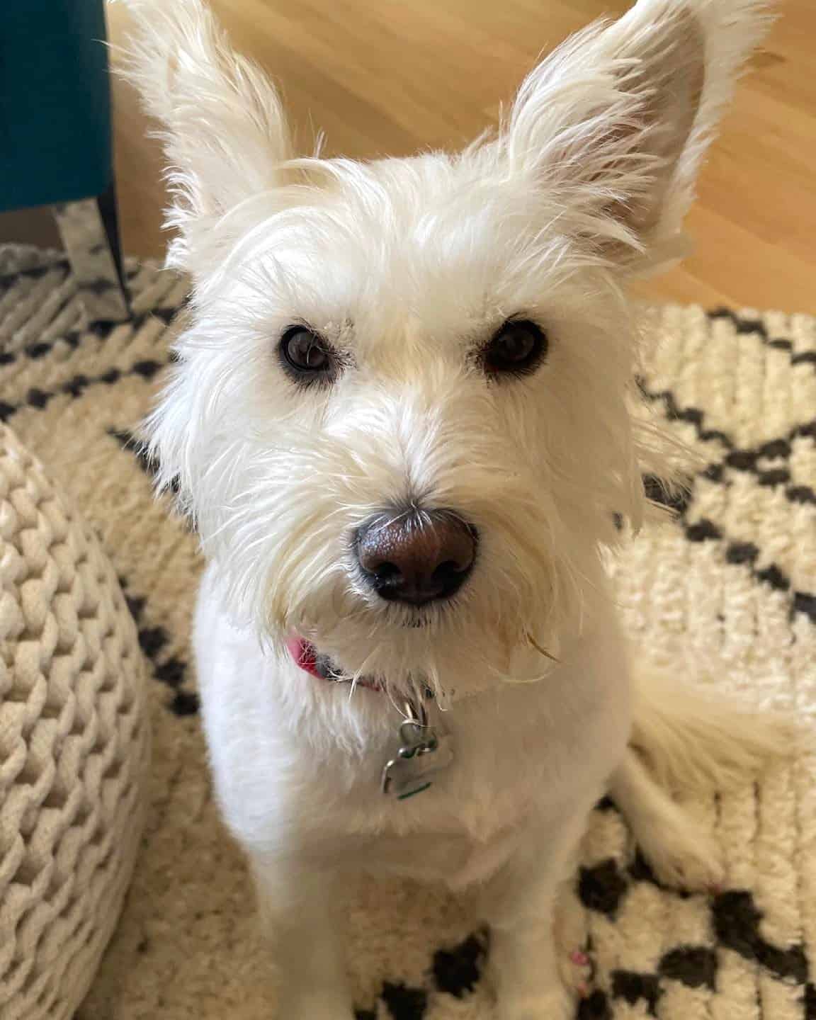 33 Adorable Schnauzer Mixes You Must See! (With Pictures)