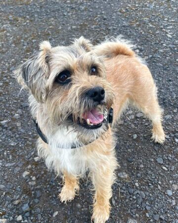 33 Adorable Schnauzer Mixes You Must See! (With Pictures)