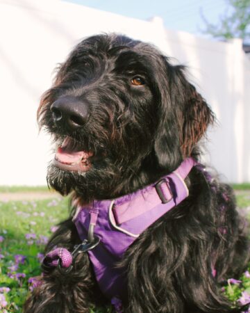 20 Goldendoodle Colors & Markings (With Pictures!)