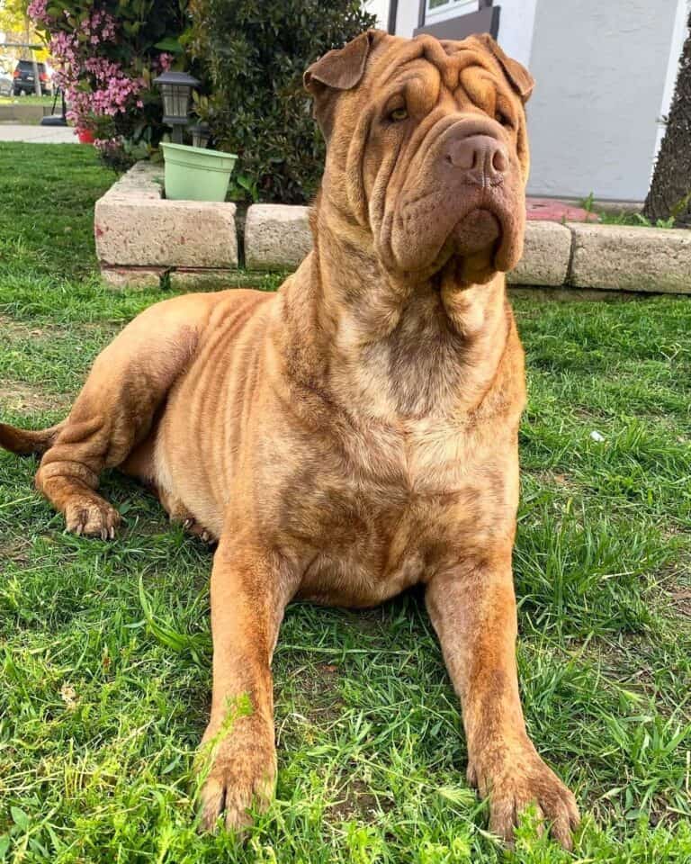 18 Popular Cane Corso Mixes You'll Love (With Pictures)