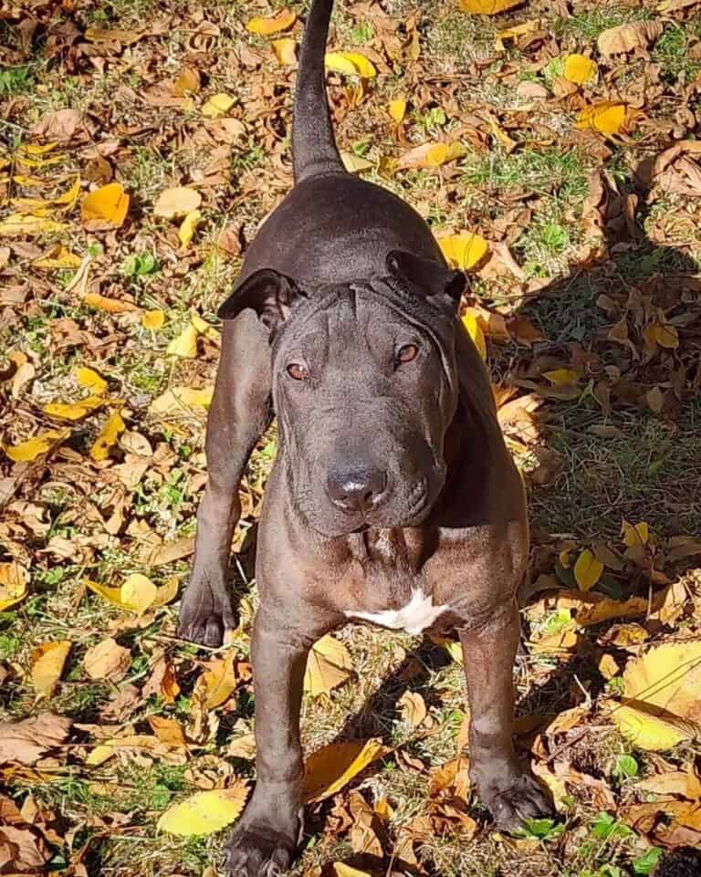 19 Adorable Bull Terrier Mixes You'll Love (With Pictures)