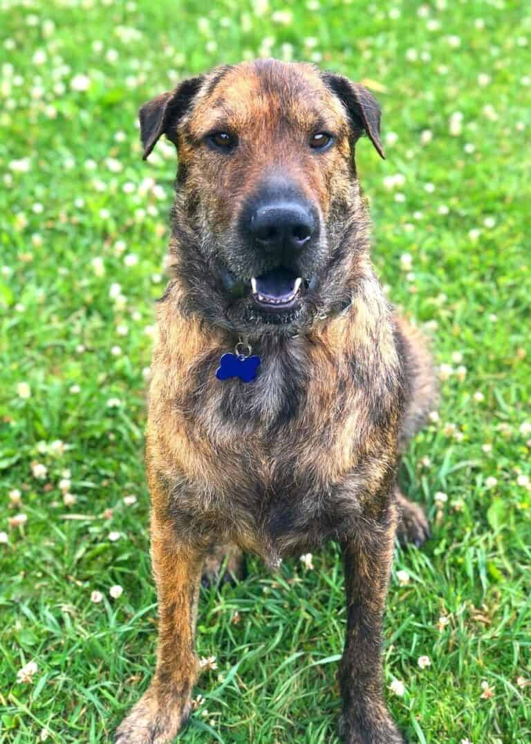 21 Adorable Shar-Pei Mixes You Need to Know