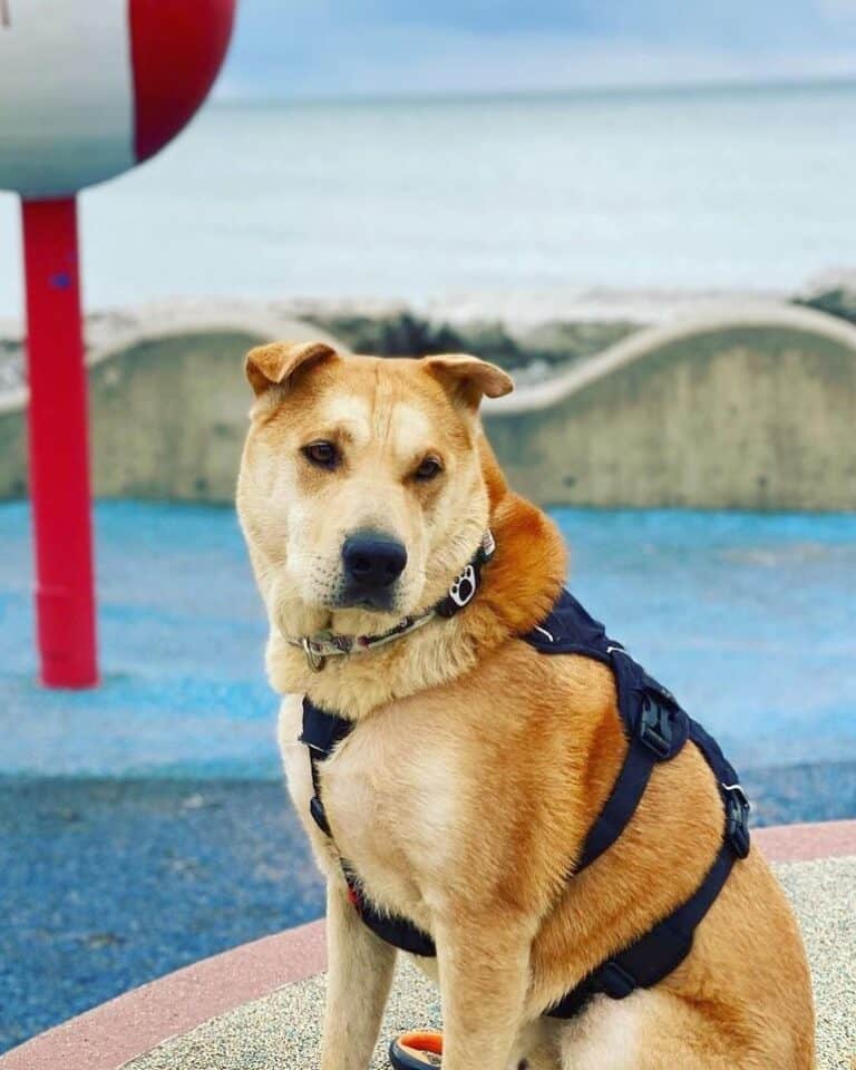 21 Adorable Shar-Pei Mixes You Need to Know