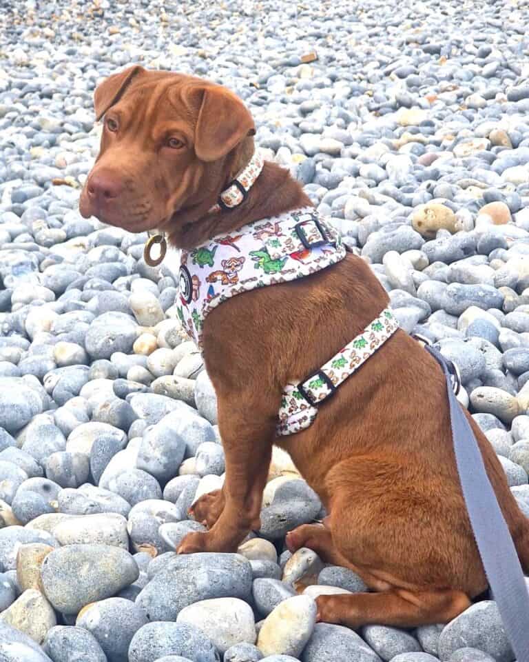 21 Adorable Shar-Pei Mixes You Need to Know