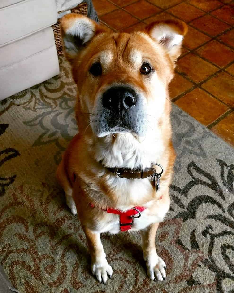 45 Unique Akita Mixes: An Ultimate Guide (With Pictures)