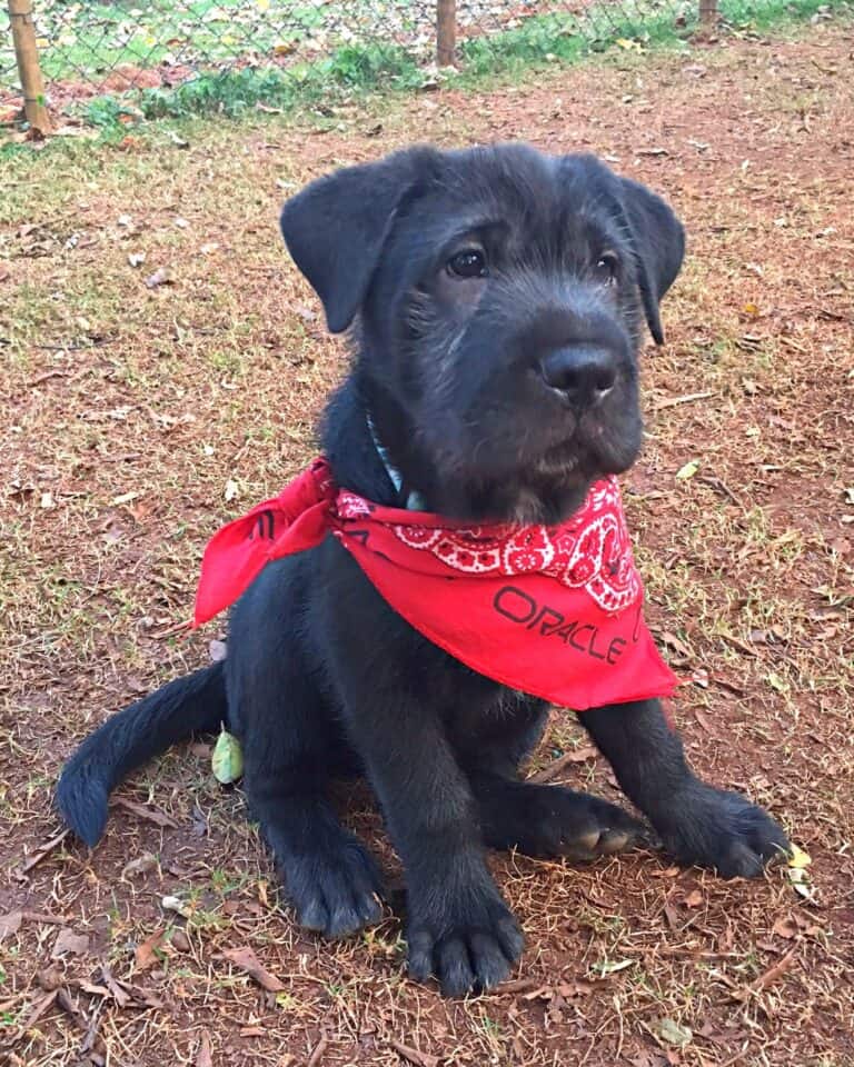 13 Unique Old English Sheepdog Mixes (With Pictures)