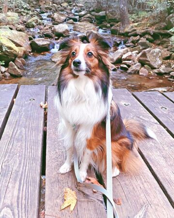 Shetland Sheepdog Mixes: 31 Cute Sheltie Hybrid Dogs