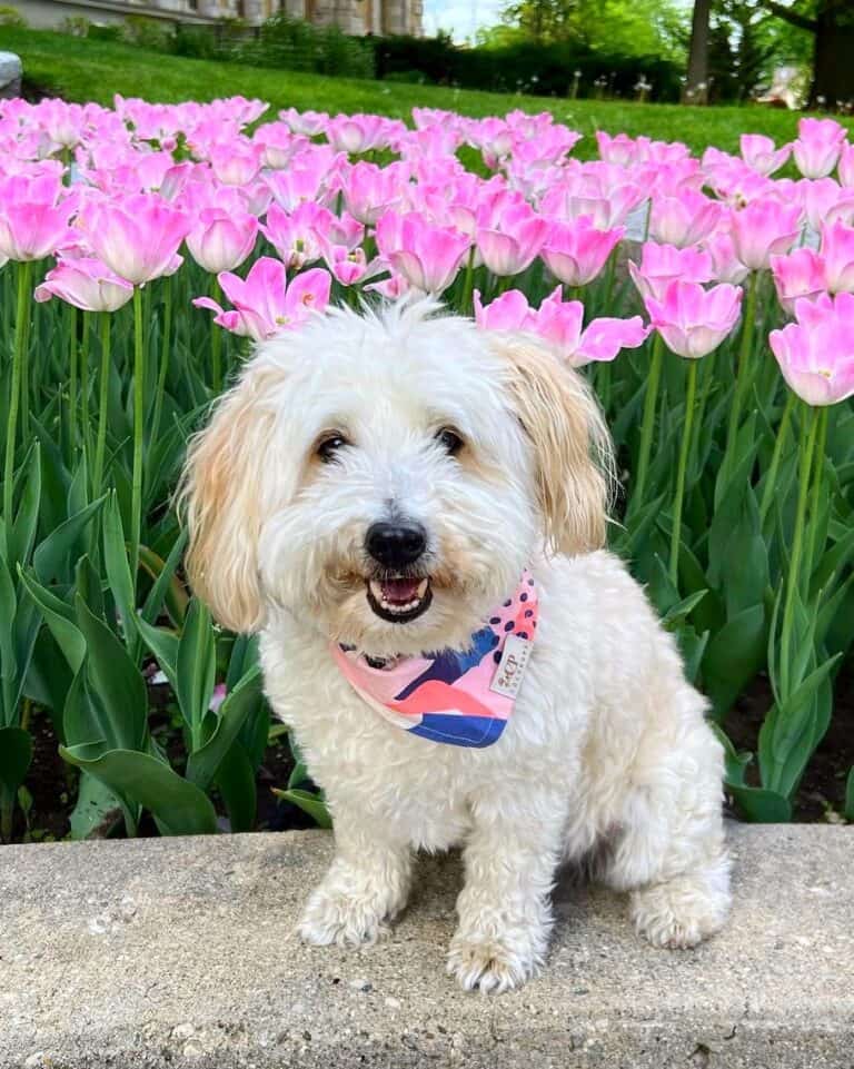 Shetland Sheepdog Mixes: 31 Cute Sheltie Hybrid Dogs