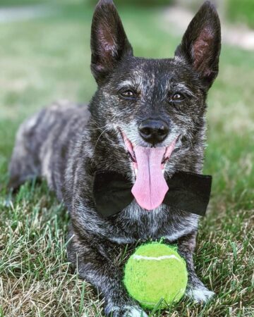 Shetland Sheepdog Mixes: 31 Cute Sheltie Hybrid Dogs