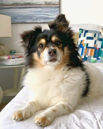 Shetland Sheepdog Mixes: 31 Cute Sheltie Hybrid Dogs