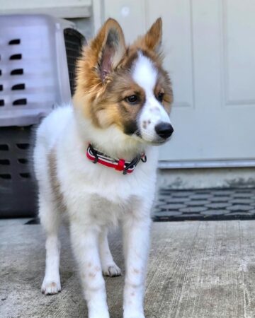 45 Unique Akita Mixes: An Ultimate Guide (With Pictures)
