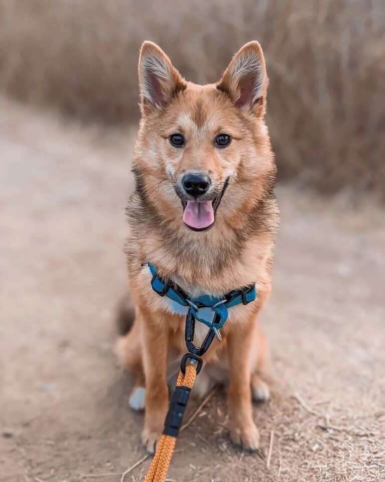 Shetland Sheepdog Mixes: 31 Cute Sheltie Hybrid Dogs