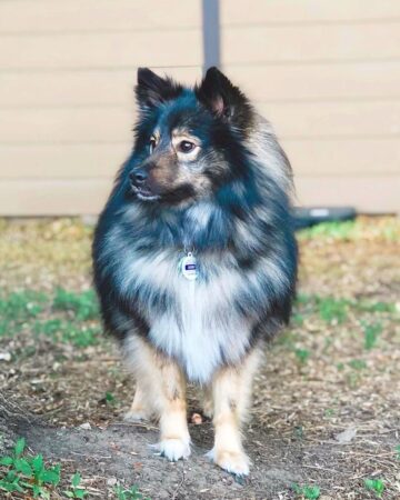 Shetland Sheepdog Mixes: 31 Cute Sheltie Hybrid Dogs
