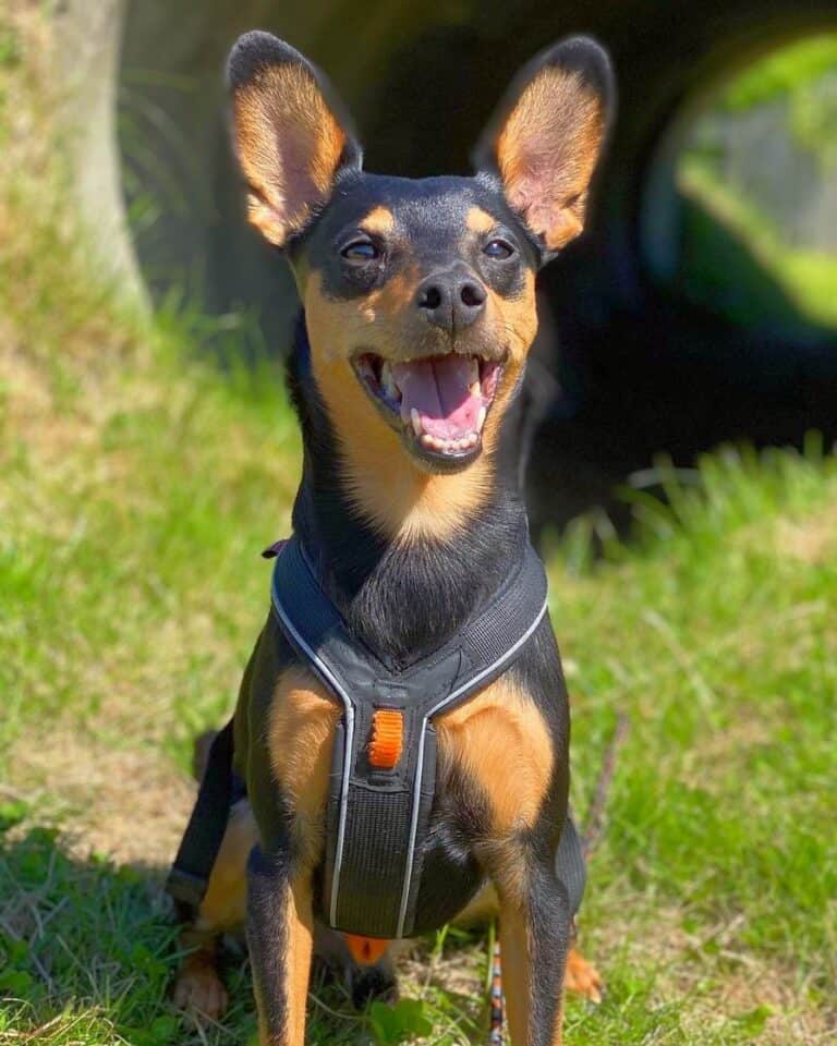 Shetland Sheepdog Mixes: 31 Cute Sheltie Hybrid Dogs