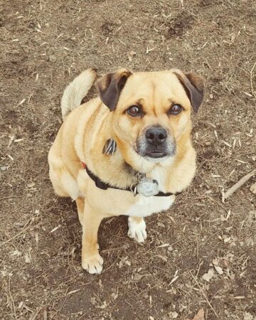 Shetland Sheepdog Mixes: 31 Cute Sheltie Hybrid Dogs
