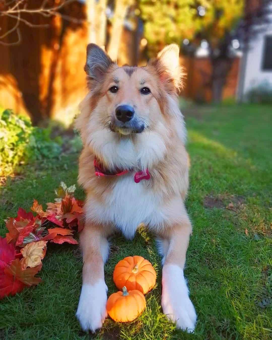 Shetland Sheepdog Mixes: 31 Cute Sheltie Hybrid Dogs
