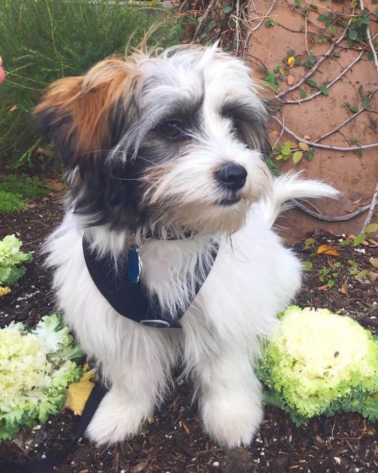 Shetland Sheepdog Mixes: 31 Cute Sheltie Hybrid Dogs