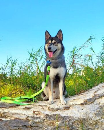 Shetland Sheepdog Mixes: 31 Cute Sheltie Hybrid Dogs