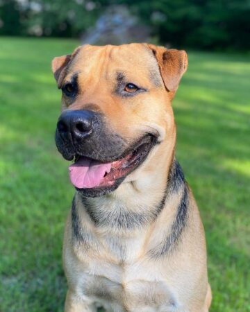 21 Adorable Shar-Pei Mixes You Need to Know