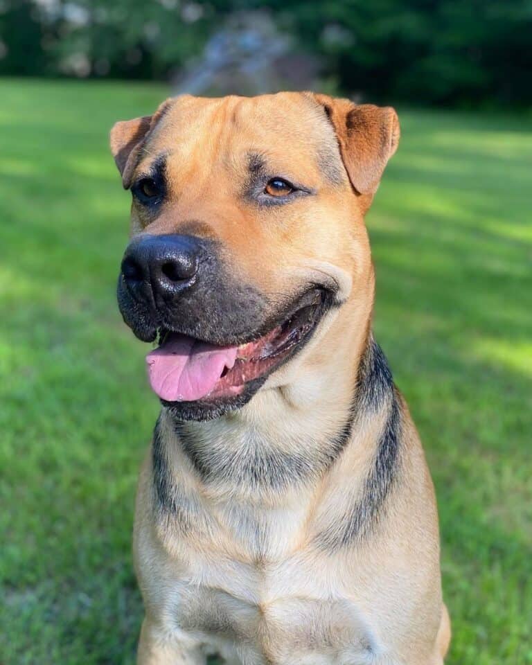 21 Adorable Shar-Pei Mixes You Need to Know
