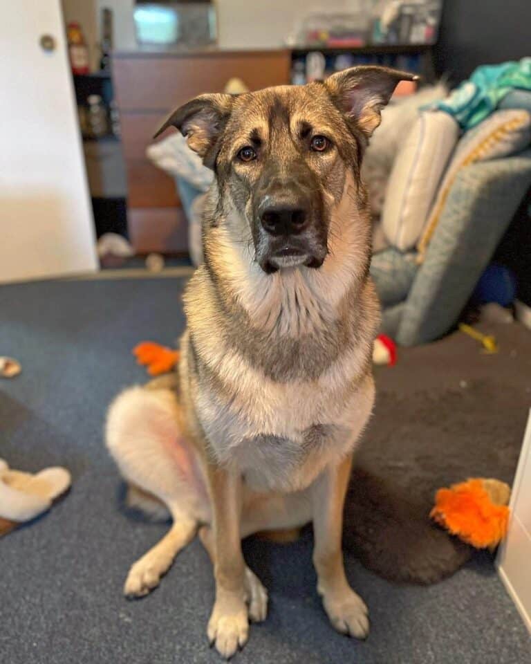 28 Great Pyrenees Mixed Breeds (With Pictures)