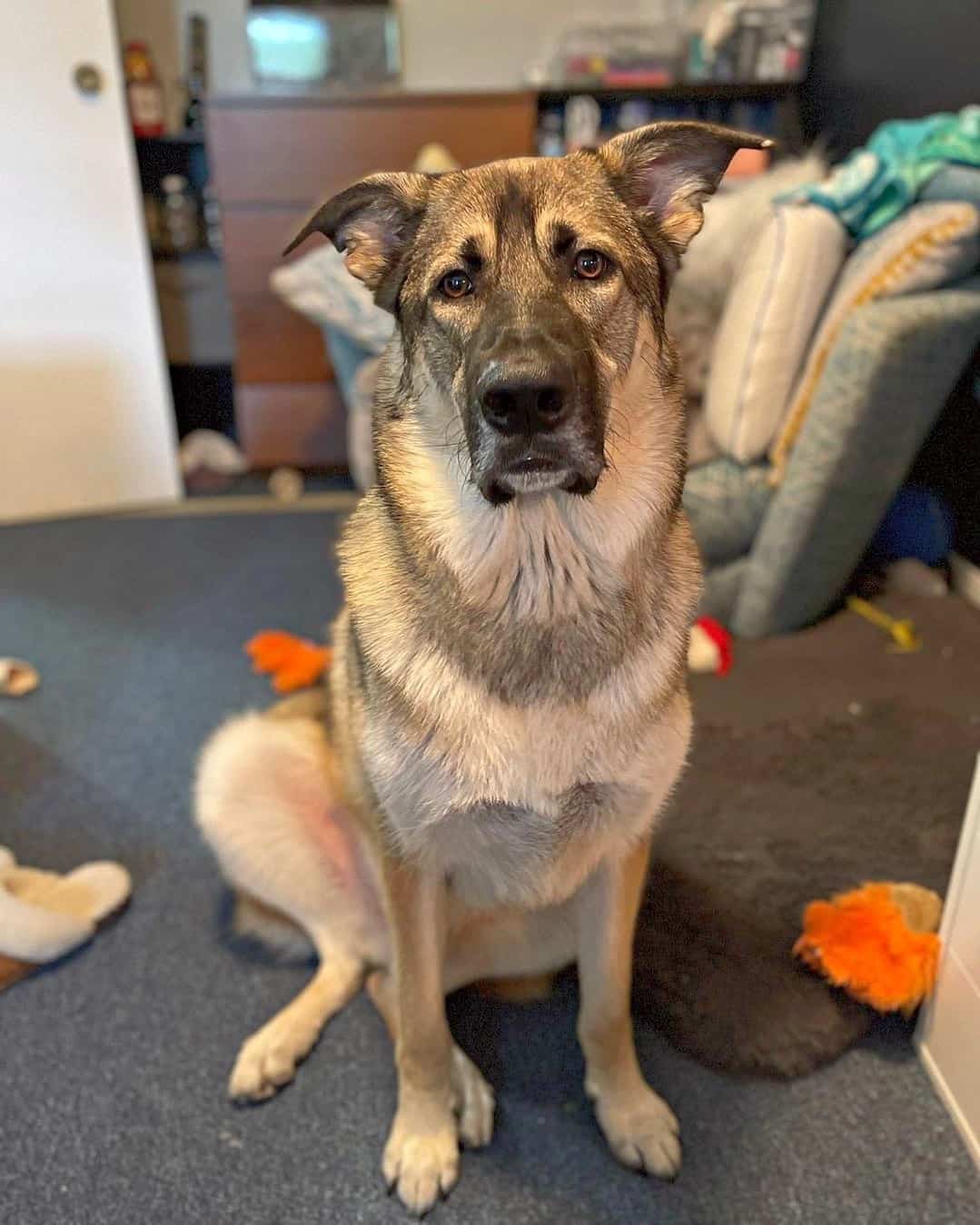 28 Great Pyrenees Mixed Breeds (With Pictures)