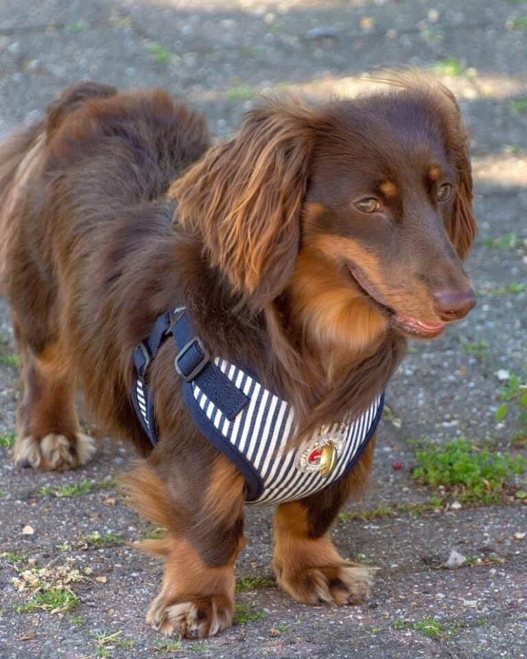 Shetland Sheepdog Mixes: 31 Cute Sheltie Hybrid Dogs