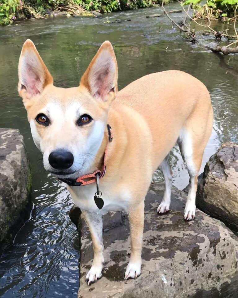35 Whippet Mixes: A Complete Guide (With Pictures)