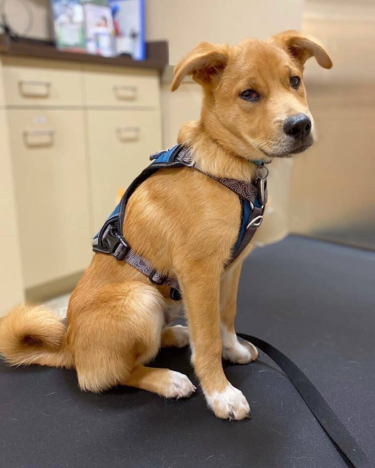 Boston Terrier Mixes: 50 Cutest Crossbreeds (With Pictures)