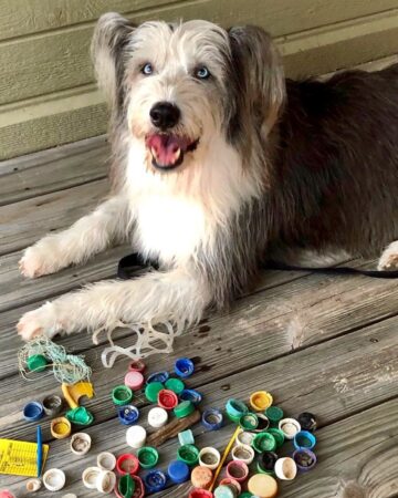 13 Unique Old English Sheepdog Mixes (With Pictures)