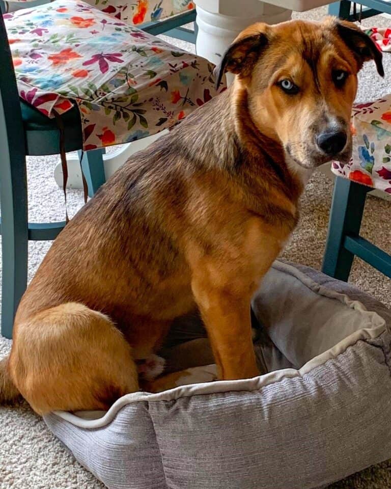 18 Popular Cane Corso Mixes You'll Love (With Pictures)