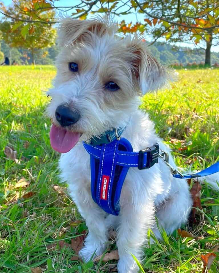 53 Most Adorable Jack Russell Terrier Mixes (With Pictures)