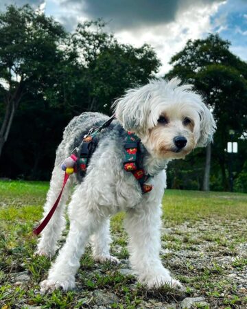 33 Adorable Schnauzer Mixes You Must See! (With Pictures)