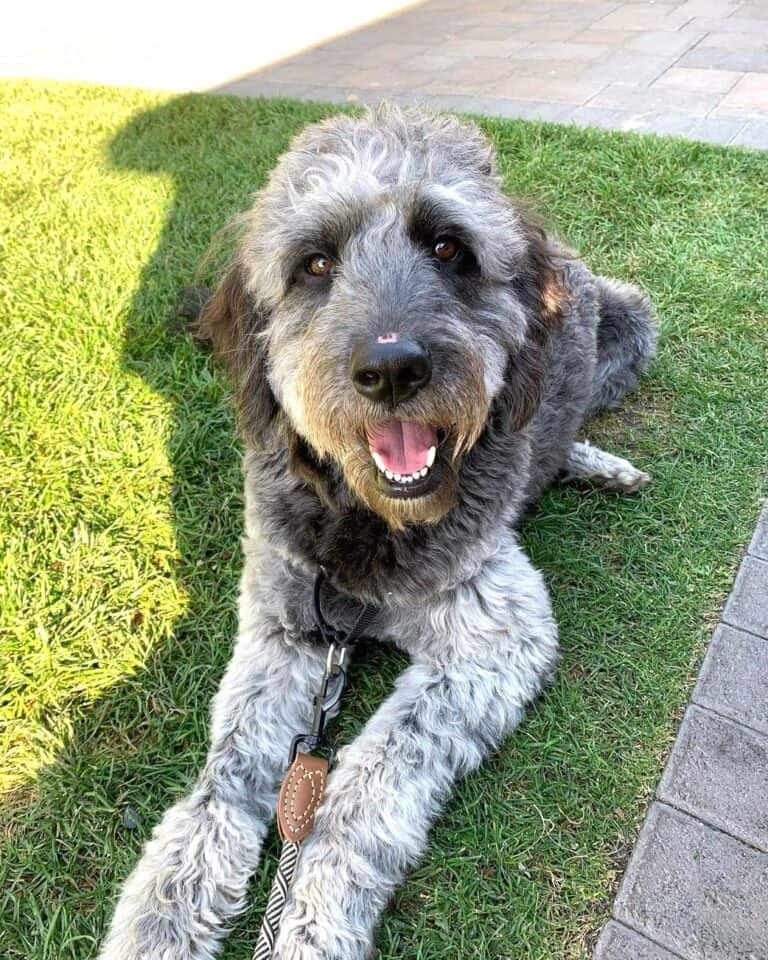 20 Goldendoodle Colors & Markings (With Pictures!)