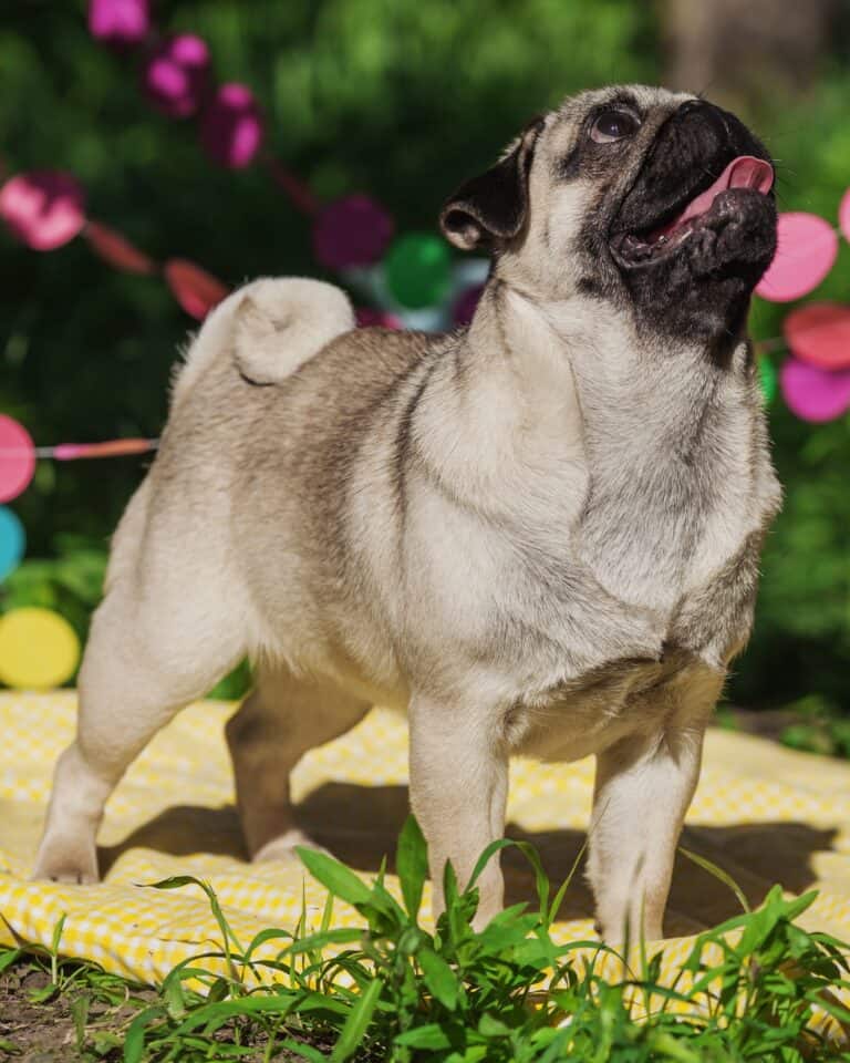 20 Pug Colors Explained (With Pictures!) - Happy Dog Breeds