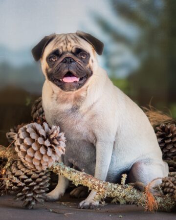20 Pug Colors Explained (With Pictures!) - Happy Dog Breeds