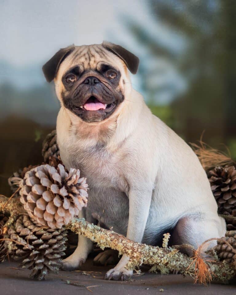 20 Pug Colors Explained (With Pictures!) - Happy Dog Breeds