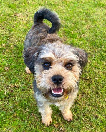 33 Adorable Schnauzer Mixes You Must See! (With Pictures)