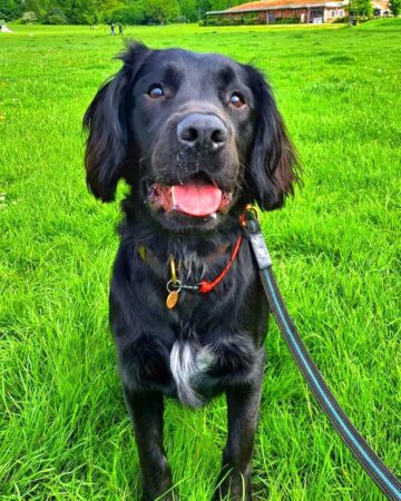 48 Adorable Cocker Spaniel Mixes (With Pictures)