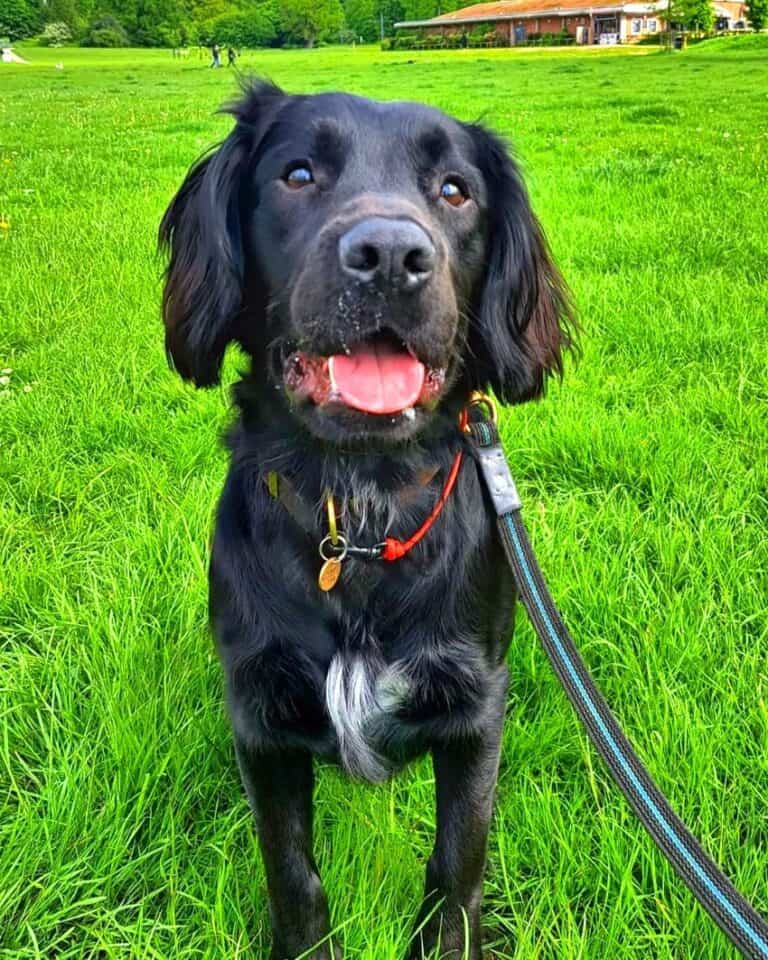 48 Adorable Cocker Spaniel Mixes (With Pictures)