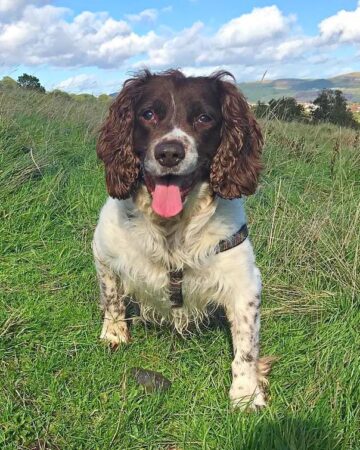 29 English Springer Spaniel Mixes (With Pictures)