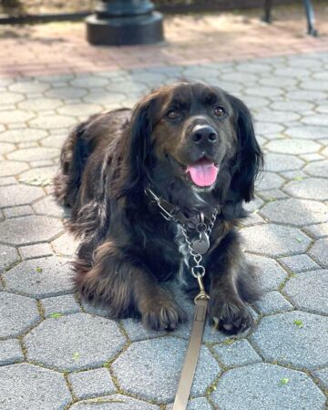 29 English Springer Spaniel Mixes (With Pictures)