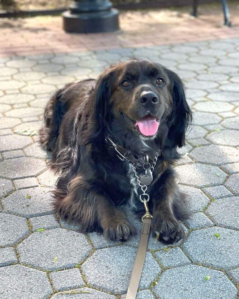 29 English Springer Spaniel Mixes (With Pictures)