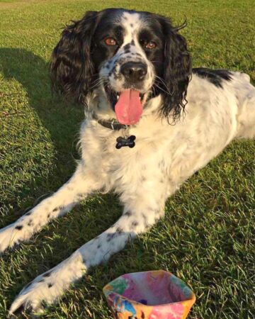 29 English Springer Spaniel Mixes (With Pictures)