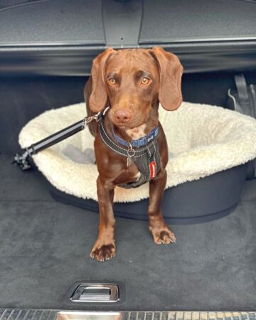 29 English Springer Spaniel Mixes (With Pictures)