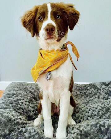 29 English Springer Spaniel Mixes (With Pictures)