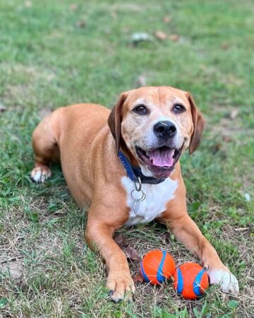 29 English Springer Spaniel Mixes (With Pictures)