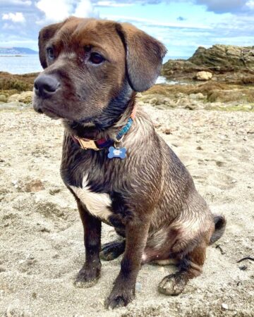 29 English Springer Spaniel Mixes (With Pictures)